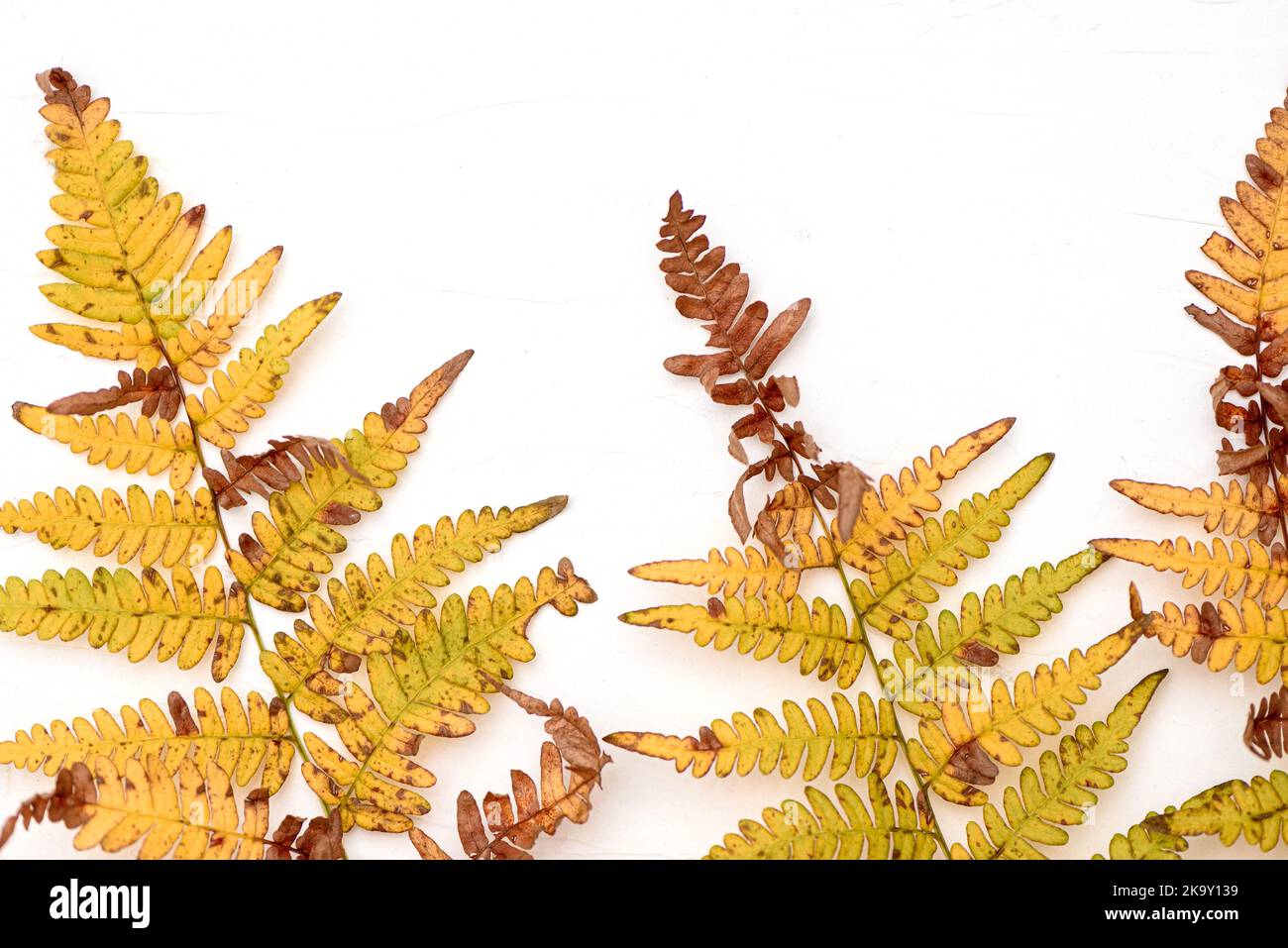 Dry colorful autumn fern leaves put on white background Stock Photo - Alamy