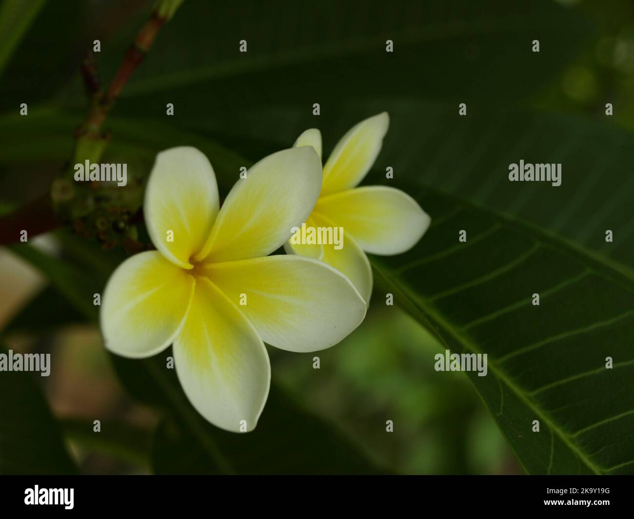 Mauritius tropical exotic flower hi-res stock photography and images ...