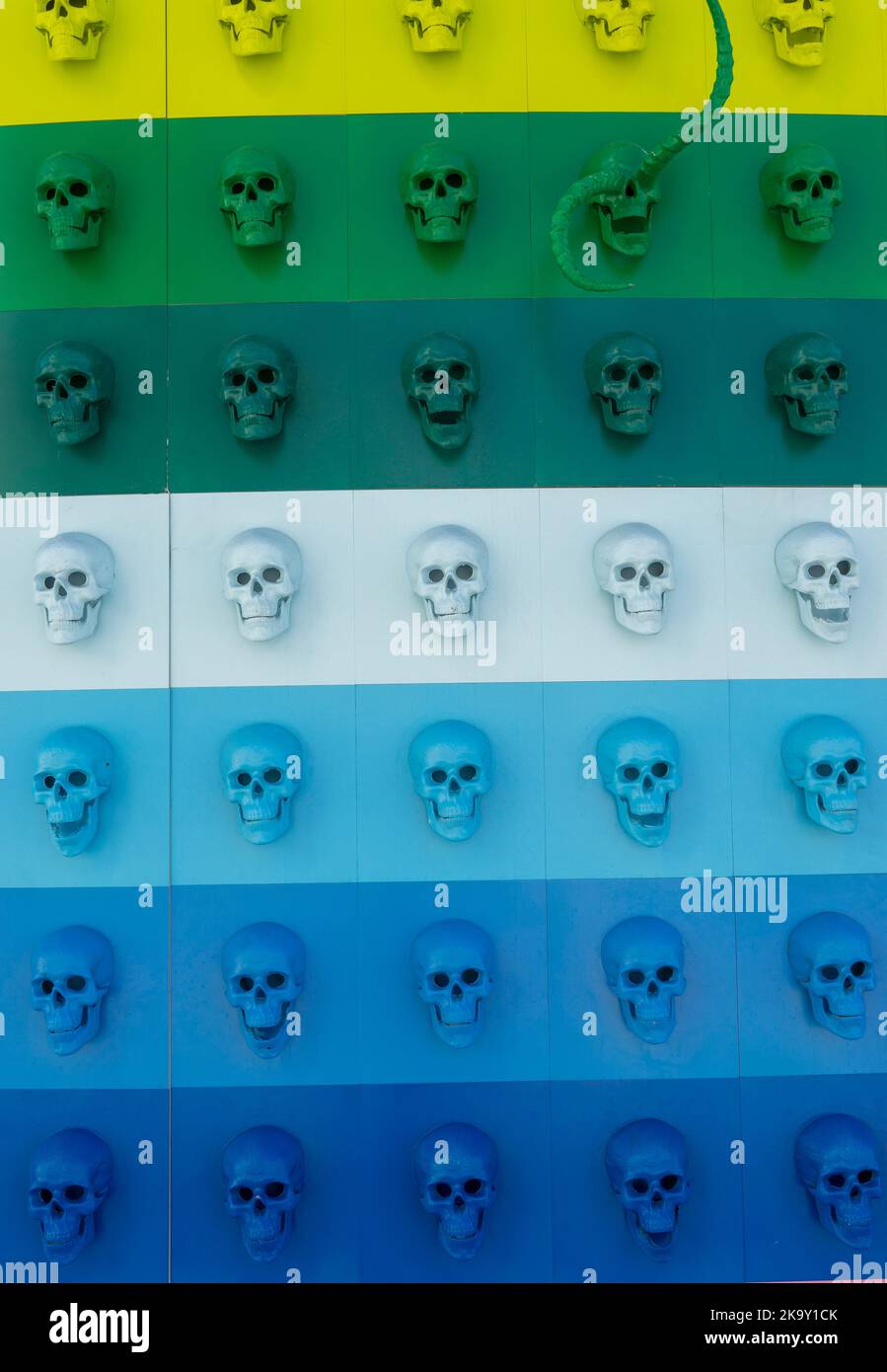 A collection of multi-colored skulls laid out in a line. Halloween ...