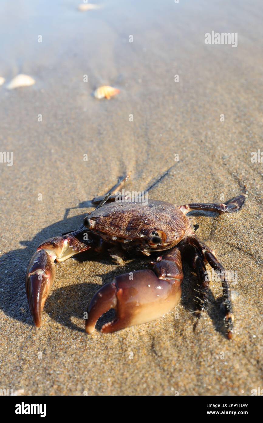 Big crab claws hi-res stock photography and images - Alamy