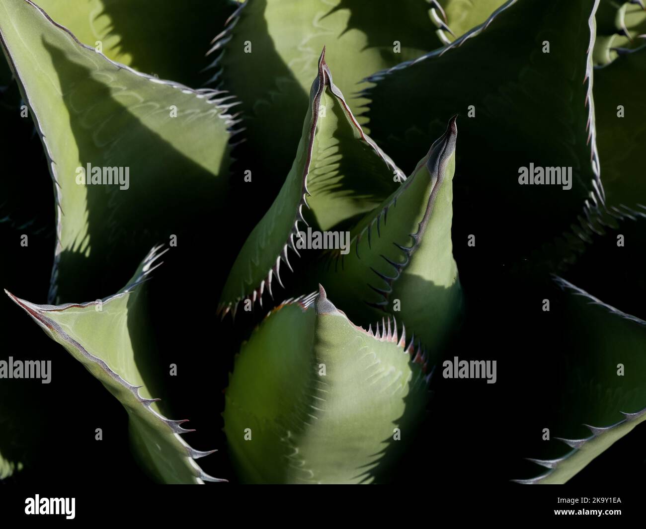 Agave Cactus at Desert Museum in Tucson, Arizona Stock Photo - Alamy