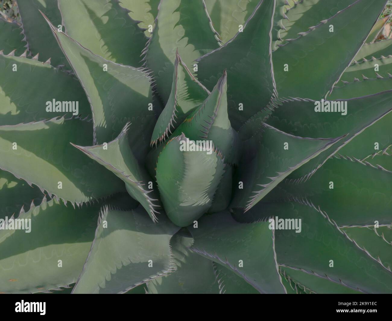Agave cactus in desert hi-res stock photography and images - Alamy