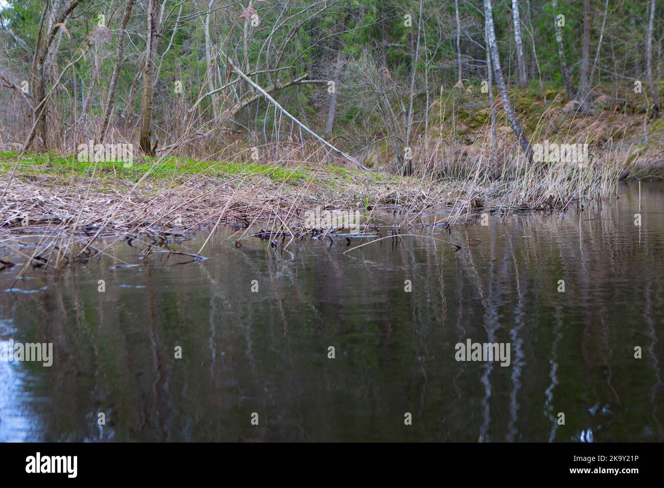 Beautiful spring landscape with river and forest. Ovsyanka river in ...