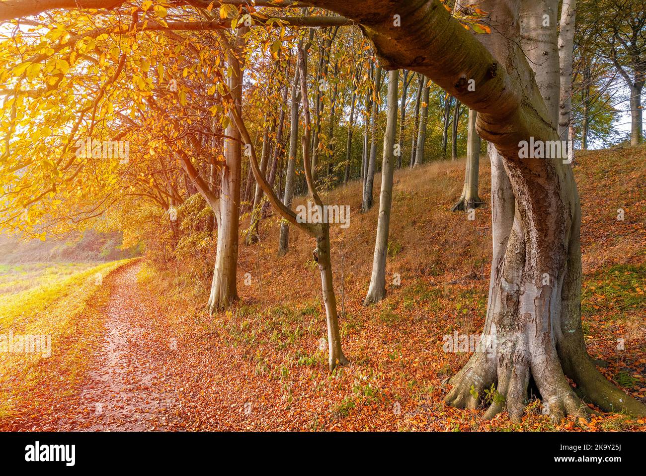 The Colours Of Autumn in a Danish forest Stock Photo - Alamy