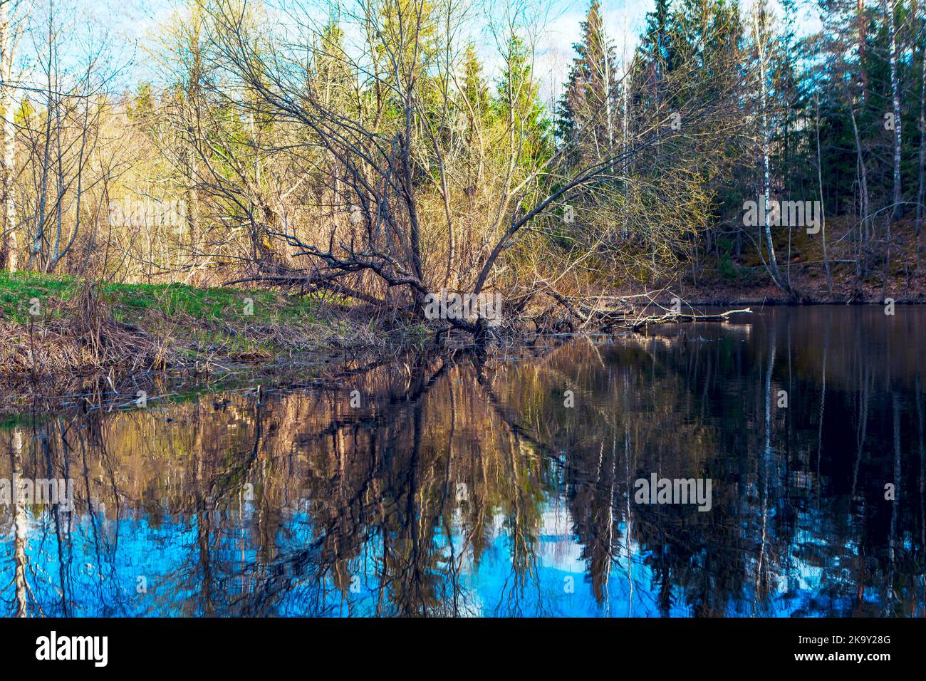 Beautiful spring landscape with river and forest. Ovsyanka river in Vitebsk region, Belarus ...