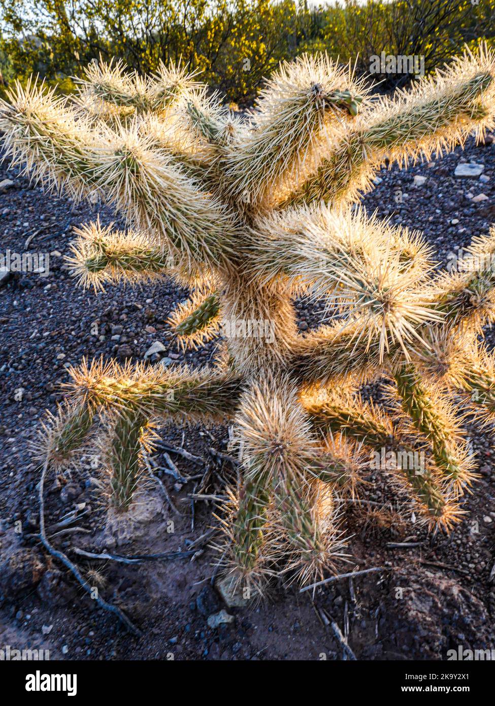 Teddy Bear Cholla (Cylindropuntia bigelovii) at Desert Museum in Tucson ...