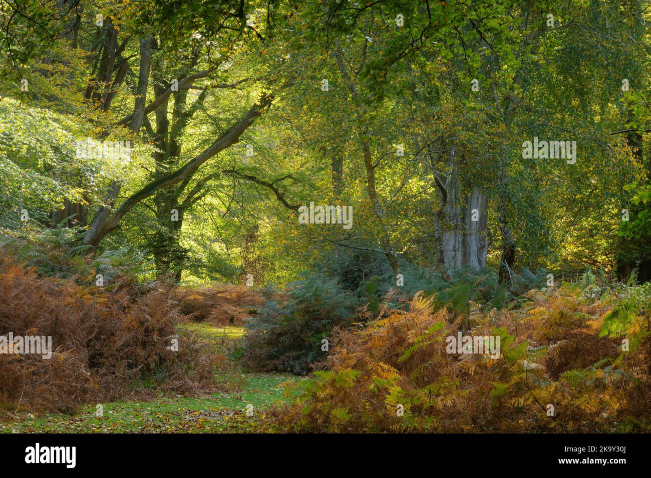Autumn woodland scene in Bolderwood in the New Forest National Park ...