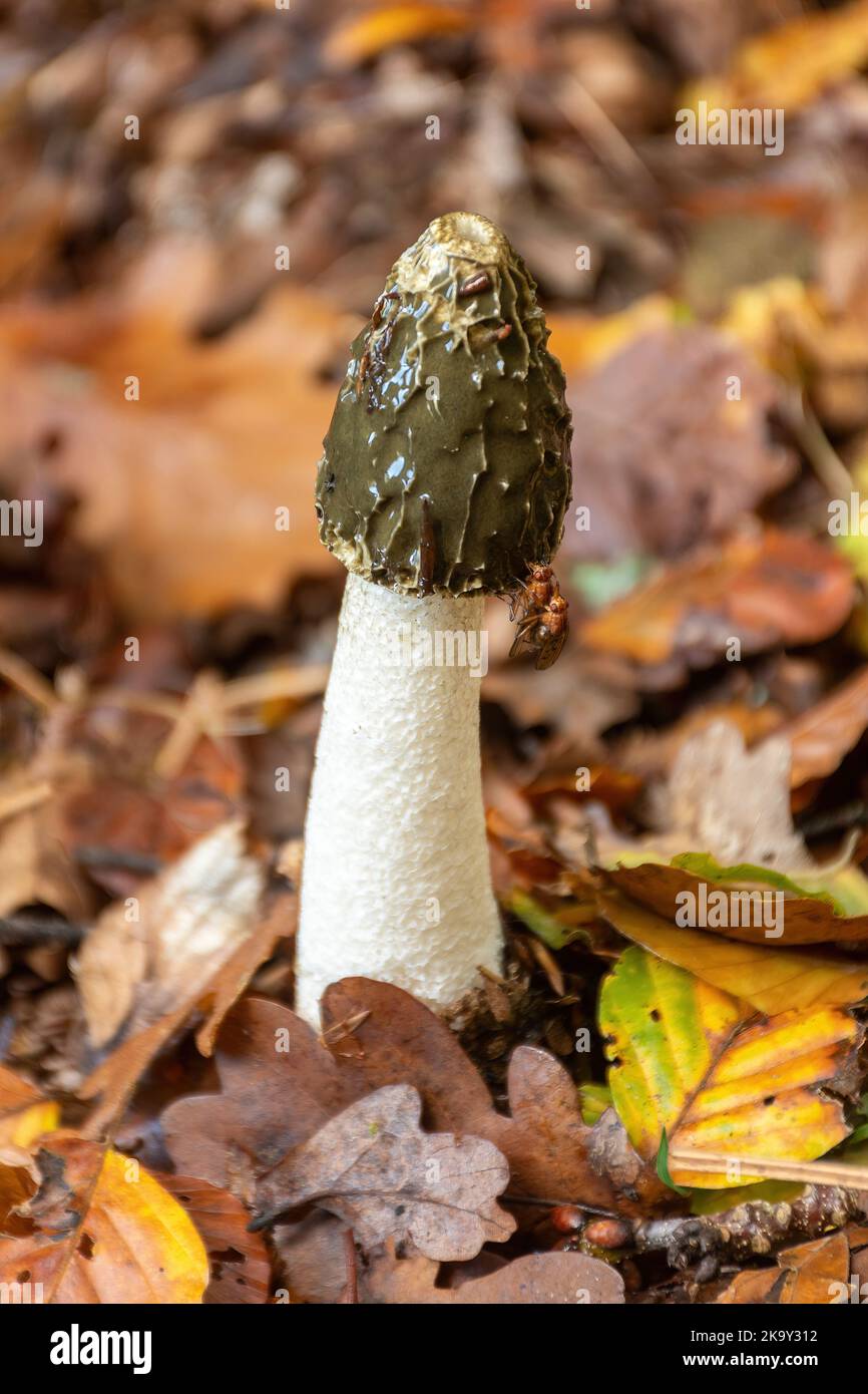 Common stinkhorn fungus or toadstool (Phallus impudicus) growing on ...