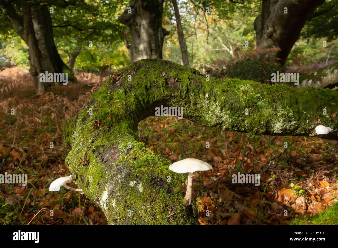 Porcelain fungi on a mossy tree branch in the New Forest National Park ...