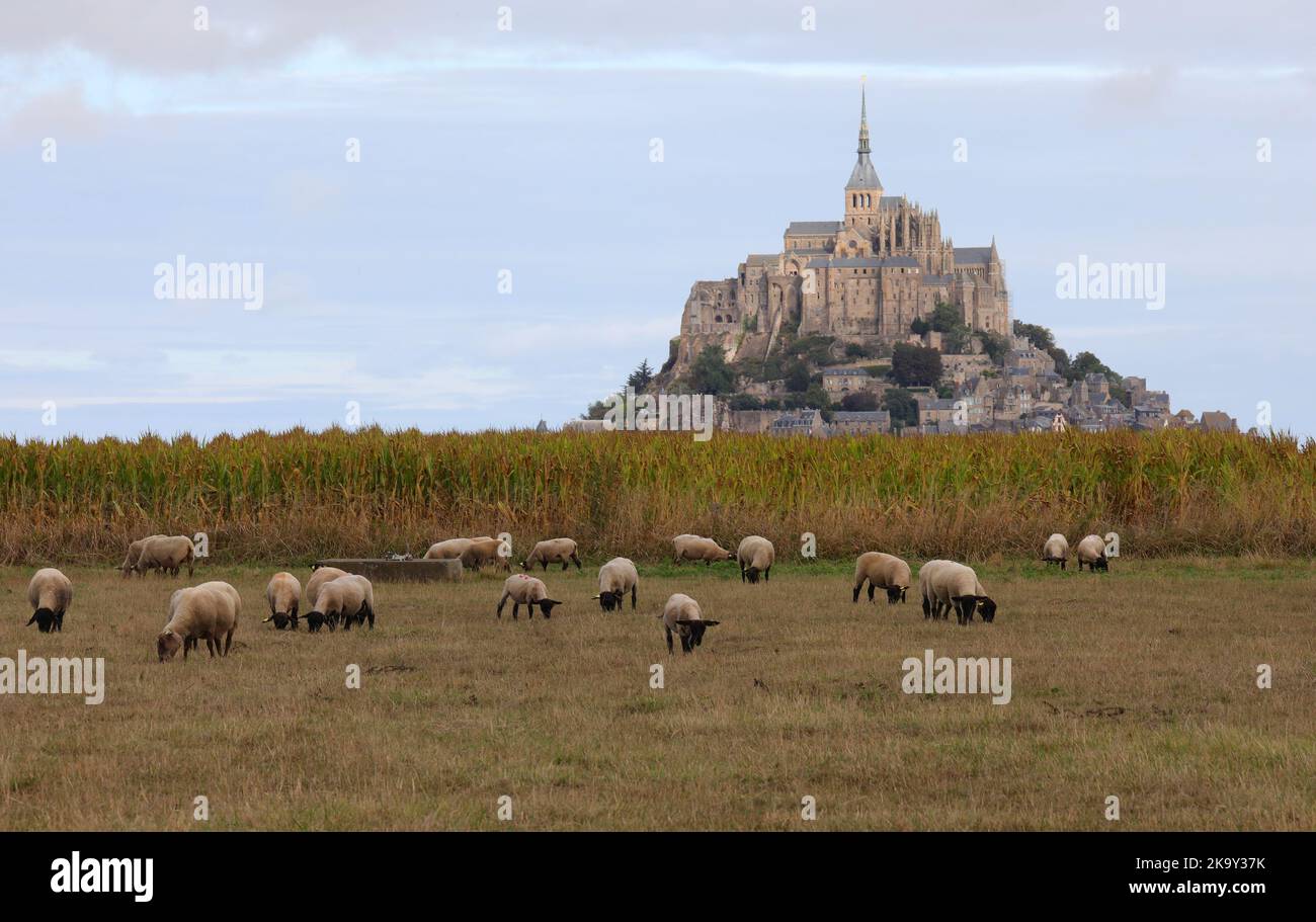 Abbey of Mont Saint Michel island in Northern France and Suffolk breed ...