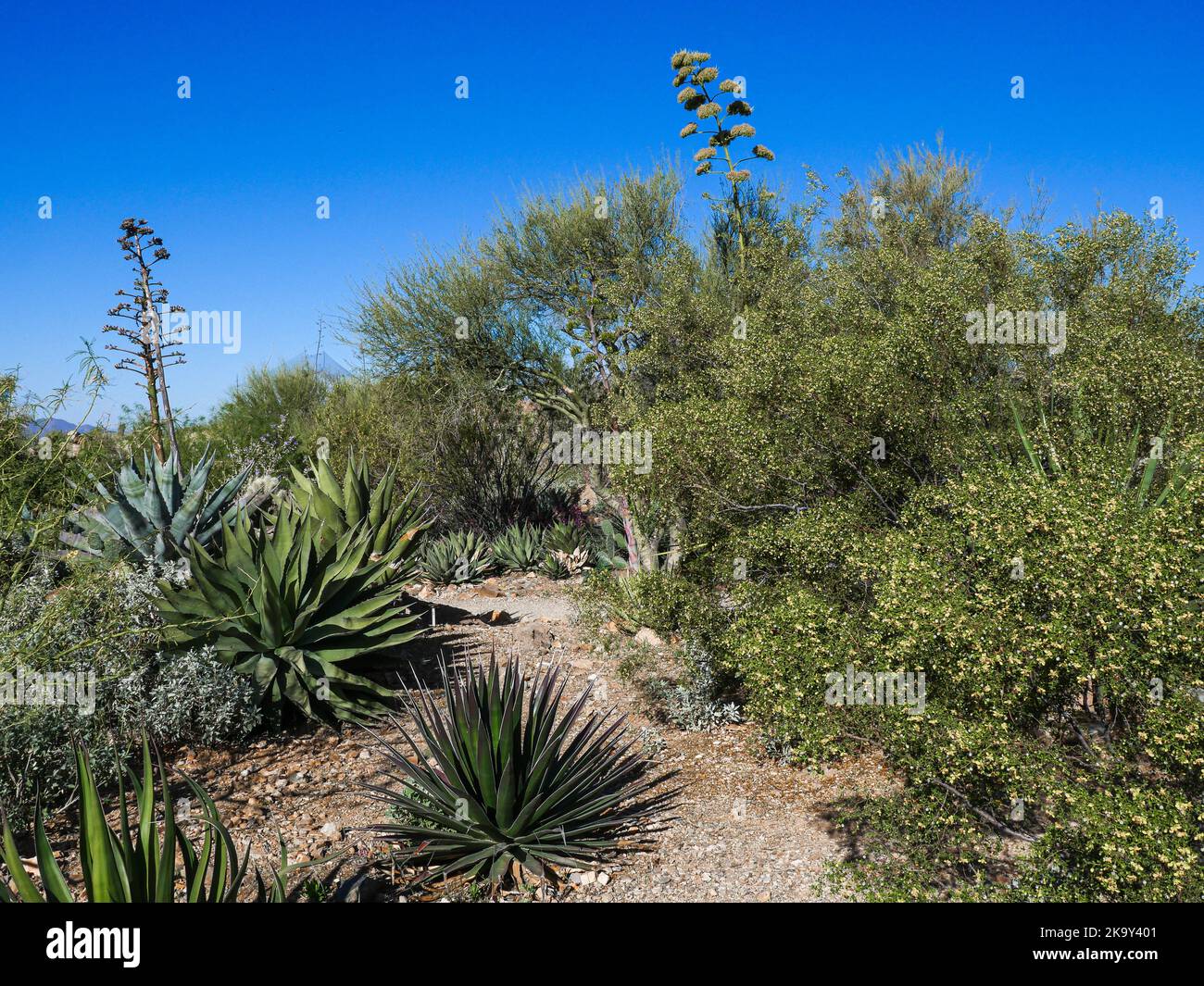 Various Cacti at Desert Museum in Tucson, Arizona Stock Photo - Alamy