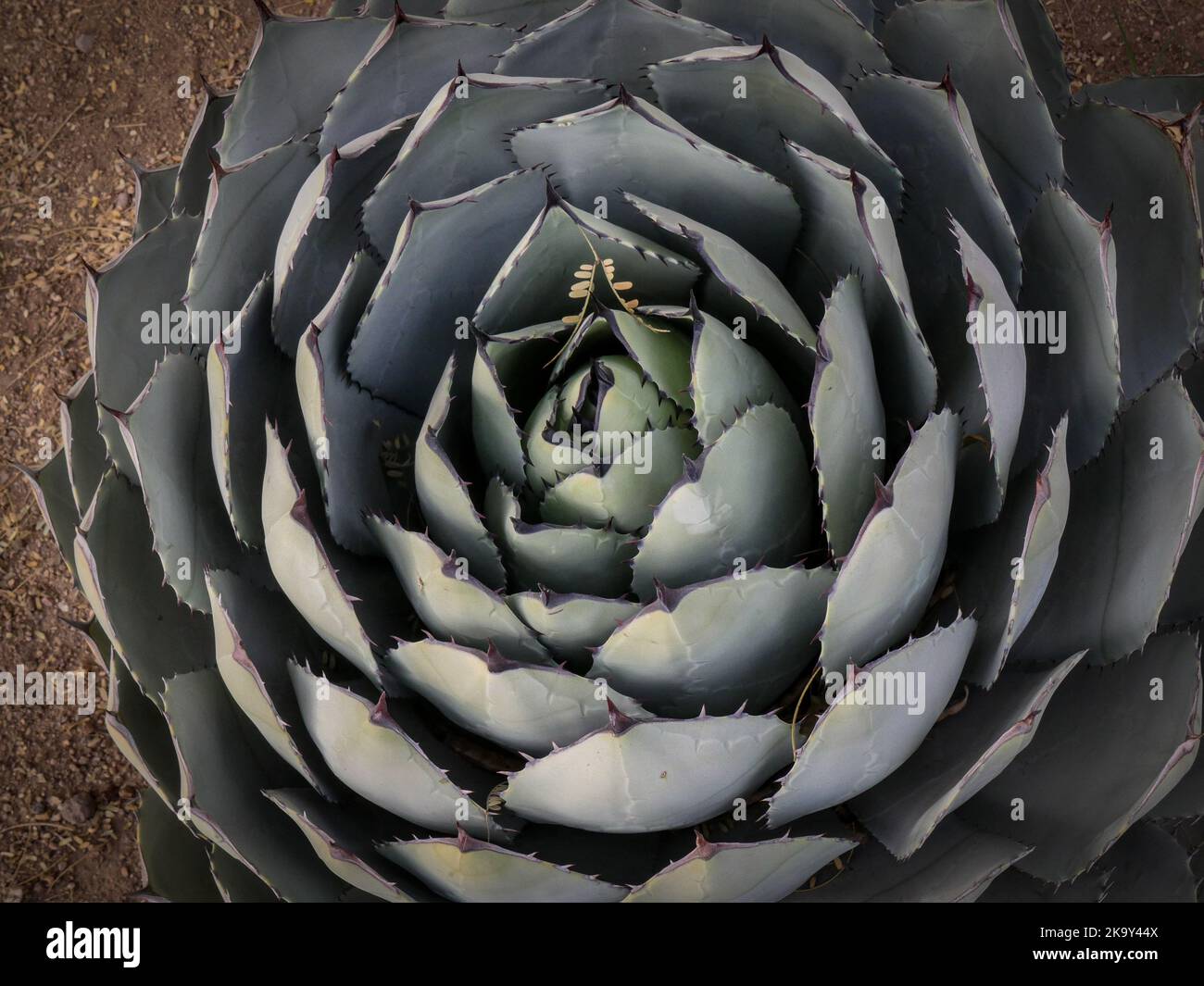 Artichoke Agave at Mission San Xavier del Bac Stock Photo - Alamy