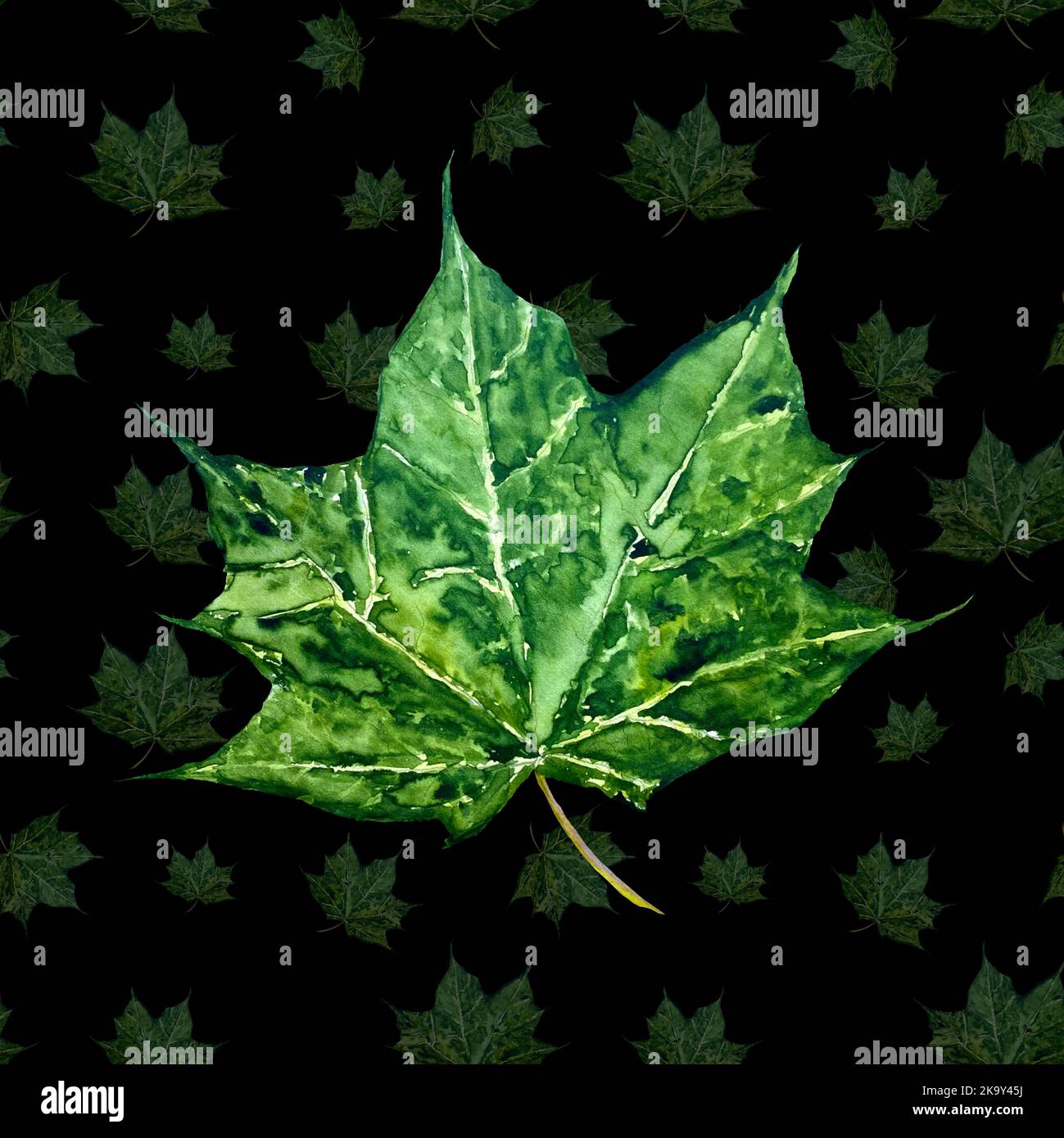 Maple leaf watercolor hi-res stock photography and images - Alamy