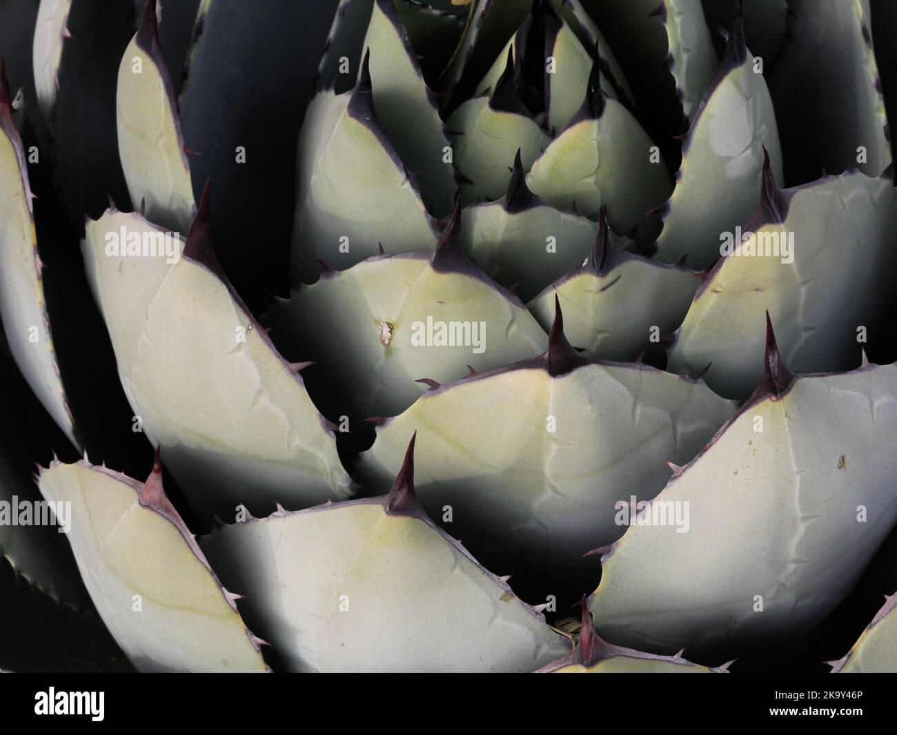 Black-tipped agave at Mission San Xavier del Bac Stock Photo - Alamy