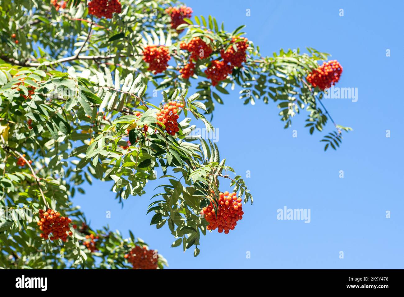 Clusters of rowan sway in the wind. Rowan tree branches against the ...