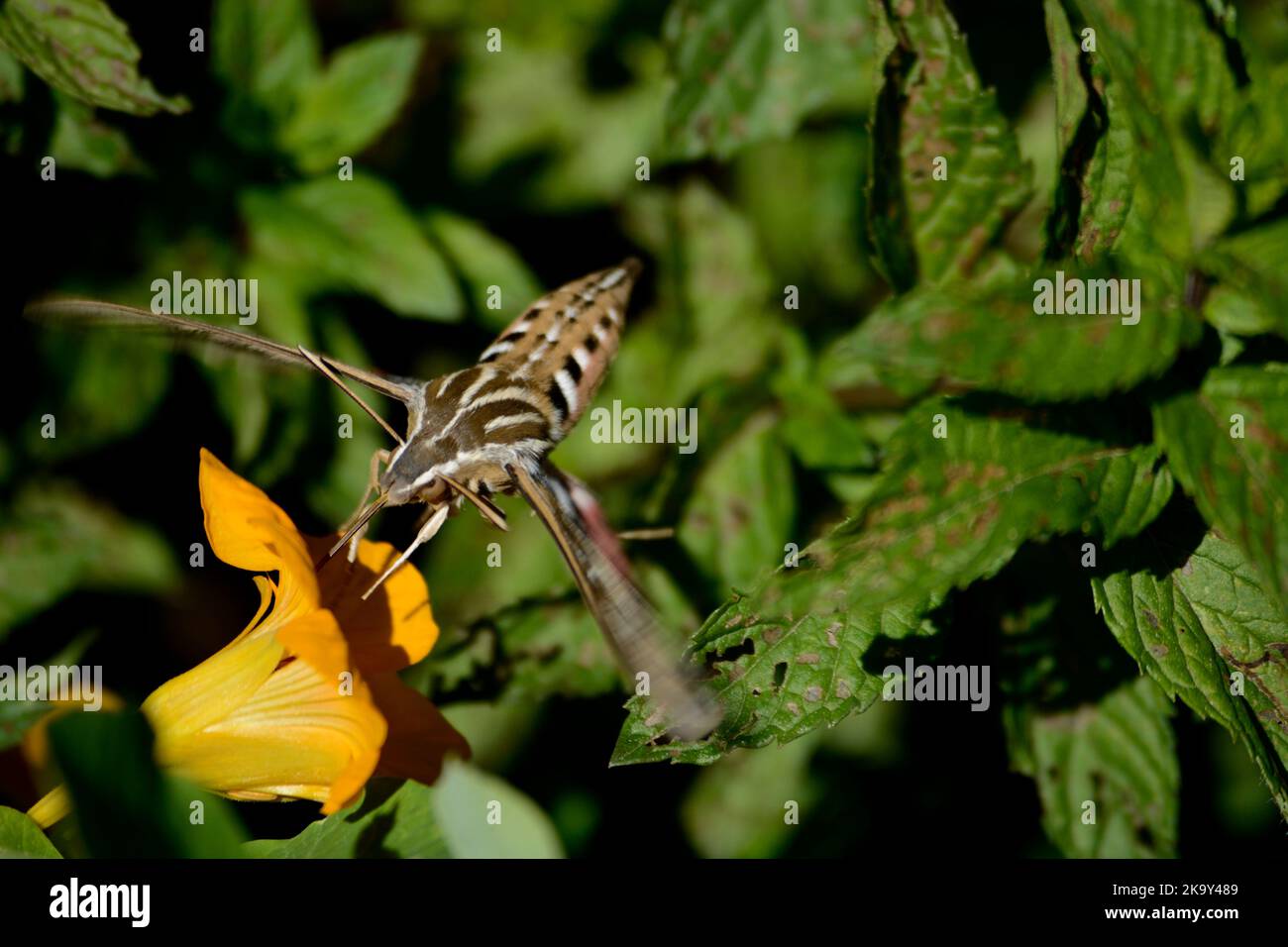 A white-tailed sphinx moth (Hyles lineage), also known as a hummingbird ...