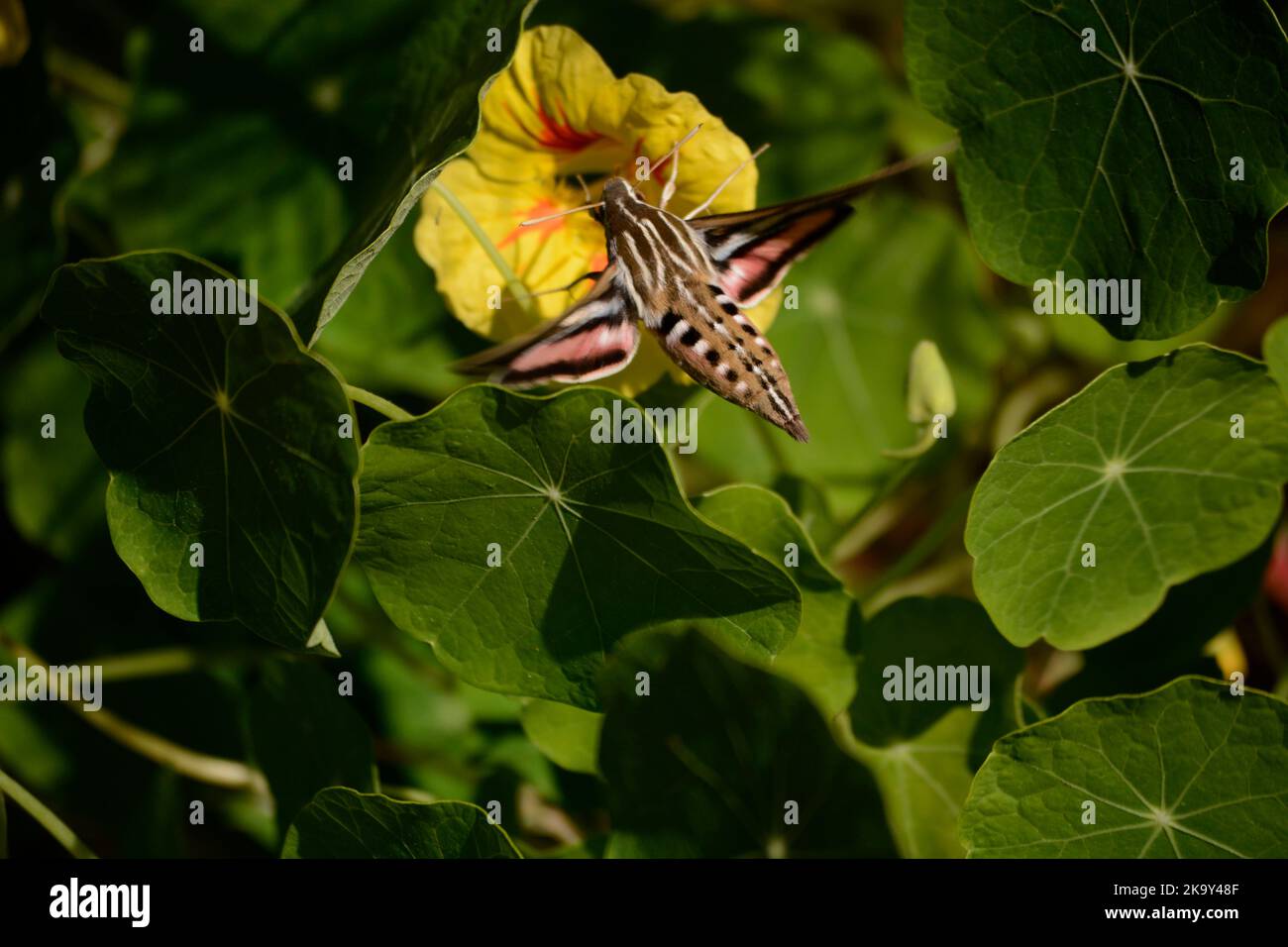 A white-tailed sphinx moth (Hyles lineage), also known as a hummingbird ...