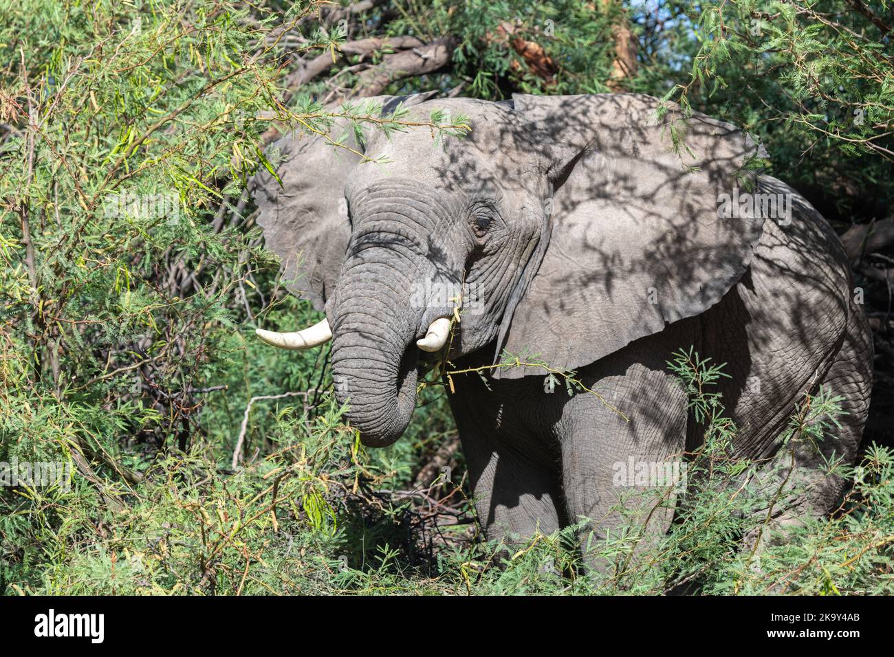 Grey elephant hi-res stock photography and images - Alamy