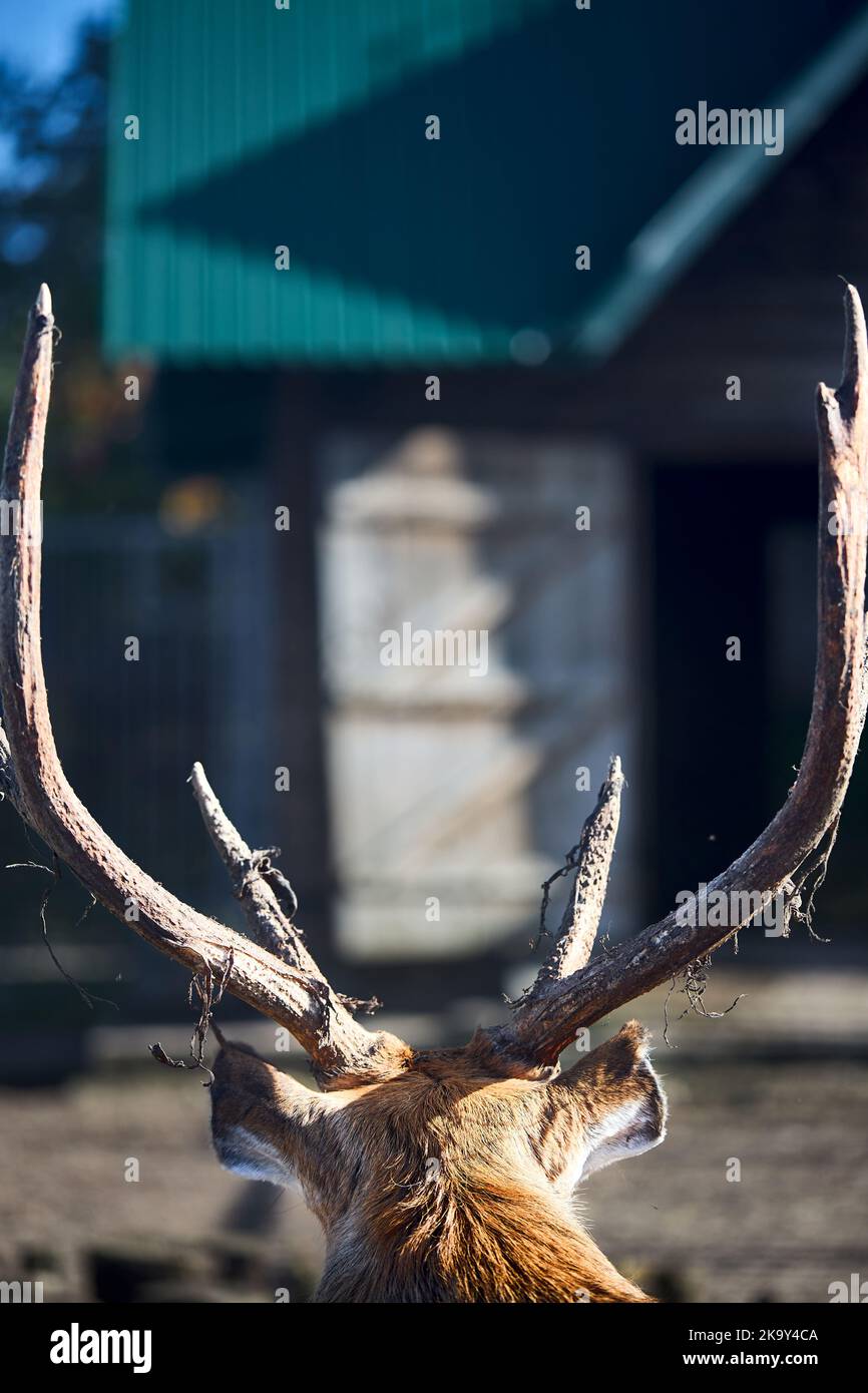 Largest deer species hi-res stock photography and images - Alamy