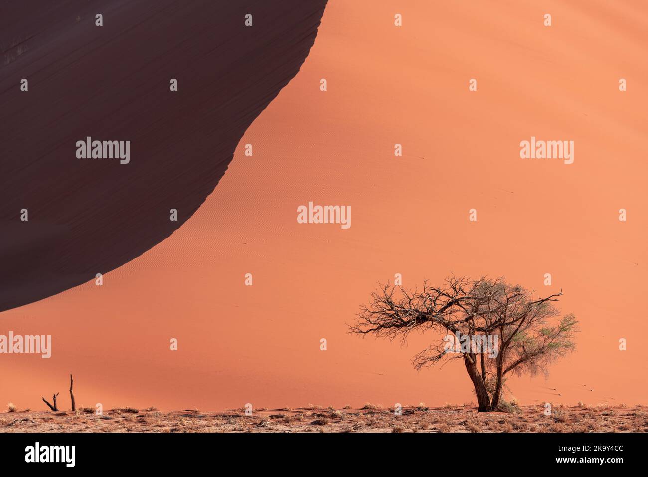 The famous dune 45. The southern part of the Namib Desert in the Namib ...