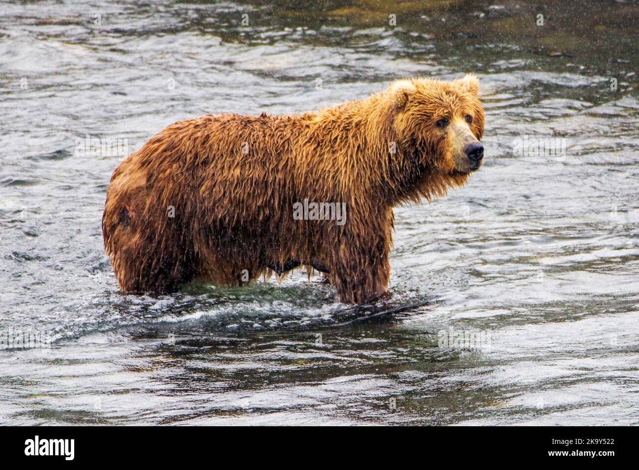 Adult Brown Bear fishing for spawning sockeye salmon; Grizzly Bear; Dog Salmon River; Frazer ...