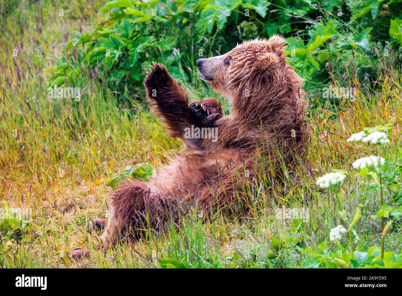 Brown bear cub; (Ursus arctos horribilis); Grizzly Bear; Dog Salmon ...