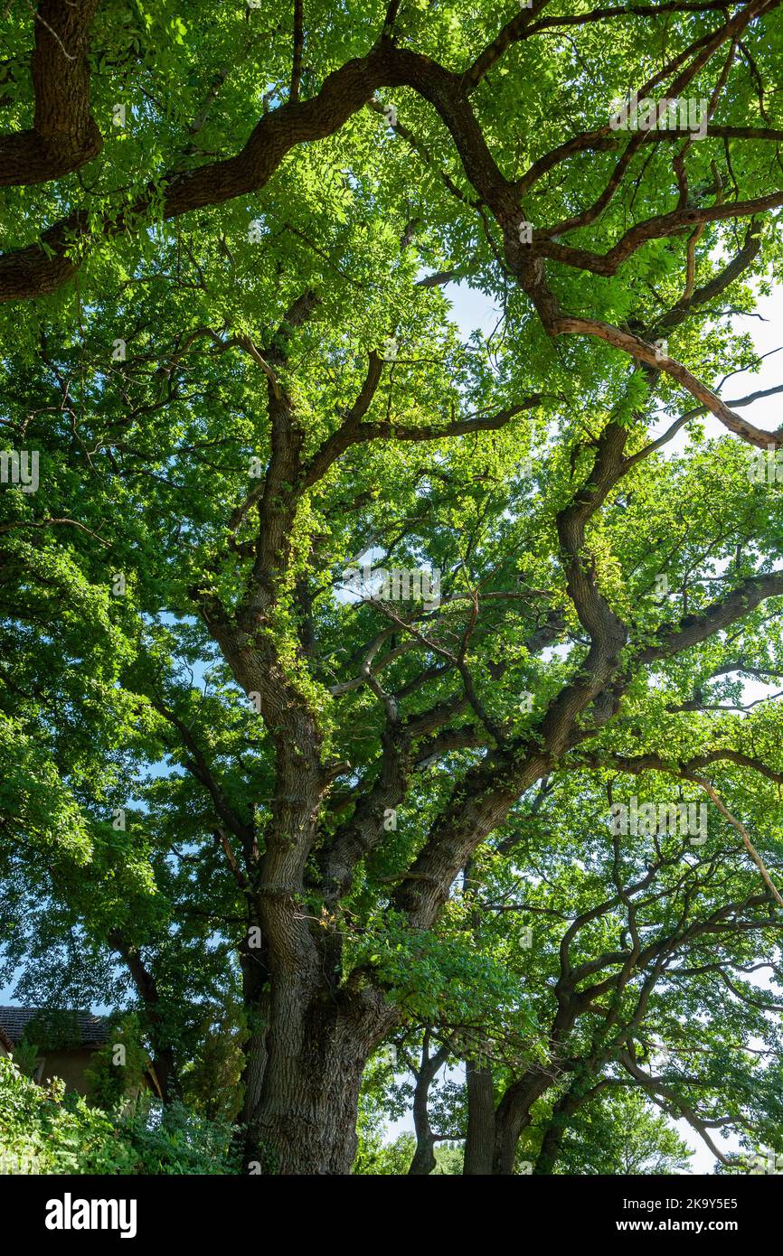 An old tree in summer, green tree foliage Stock Photo - Alamy