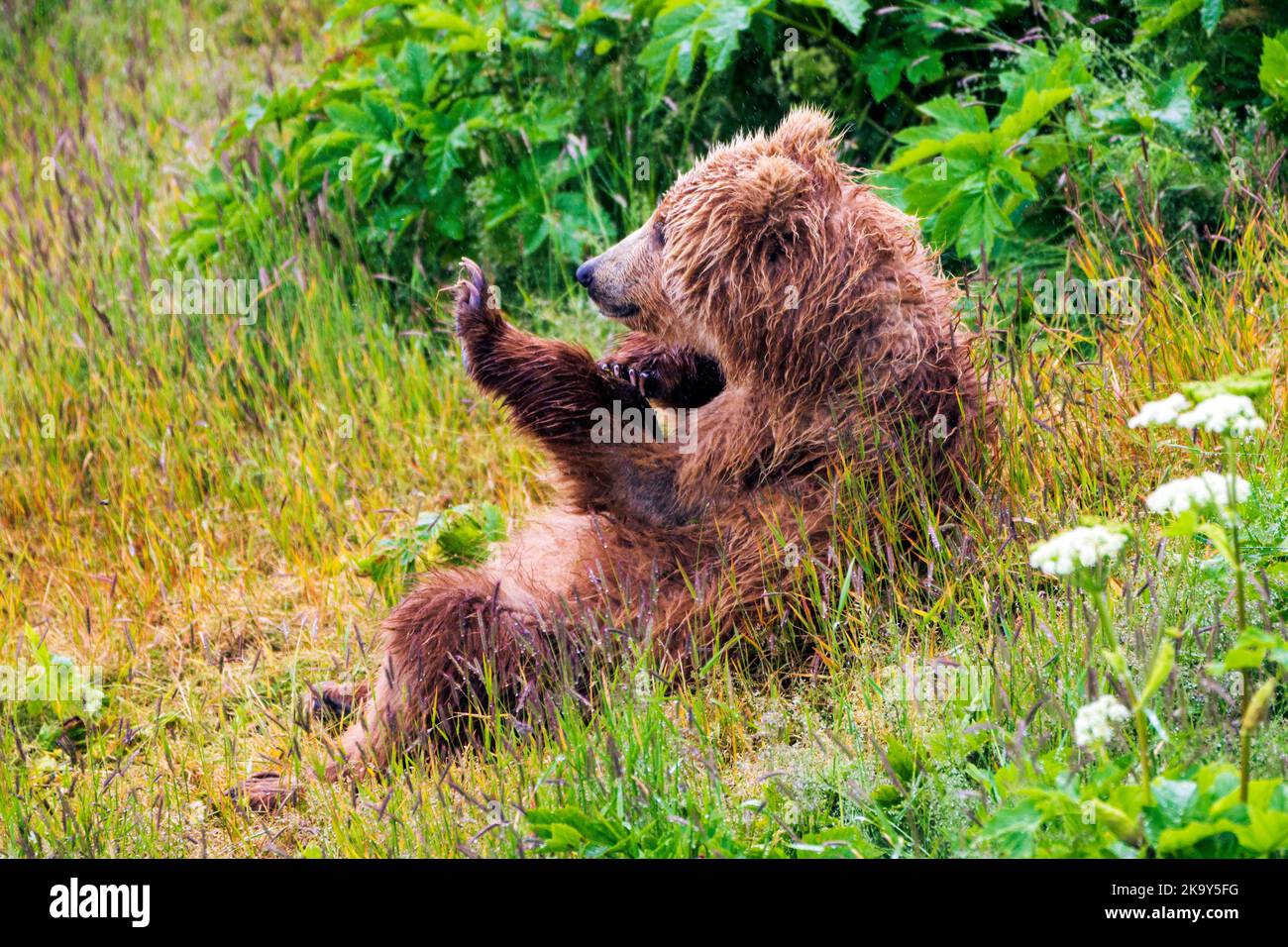 Brown bear cub; (Ursus arctos horribilis); Grizzly Bear; Dog Salmon ...