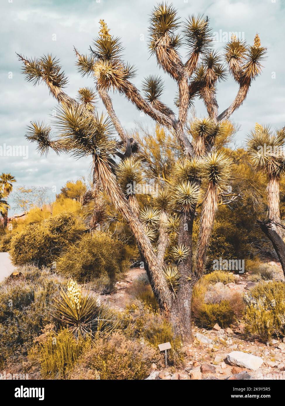 Joshua Tree (Yucca brevifolia) at Arizona-Sonoran Desert Museum in ...