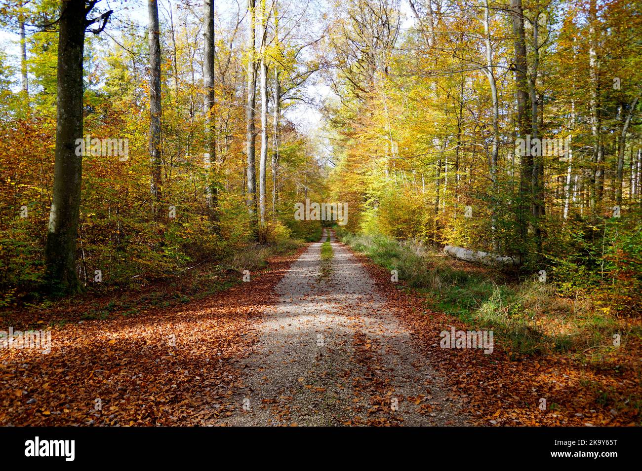 a road leading through the scenic sun-drenched autumnal forest in the ...