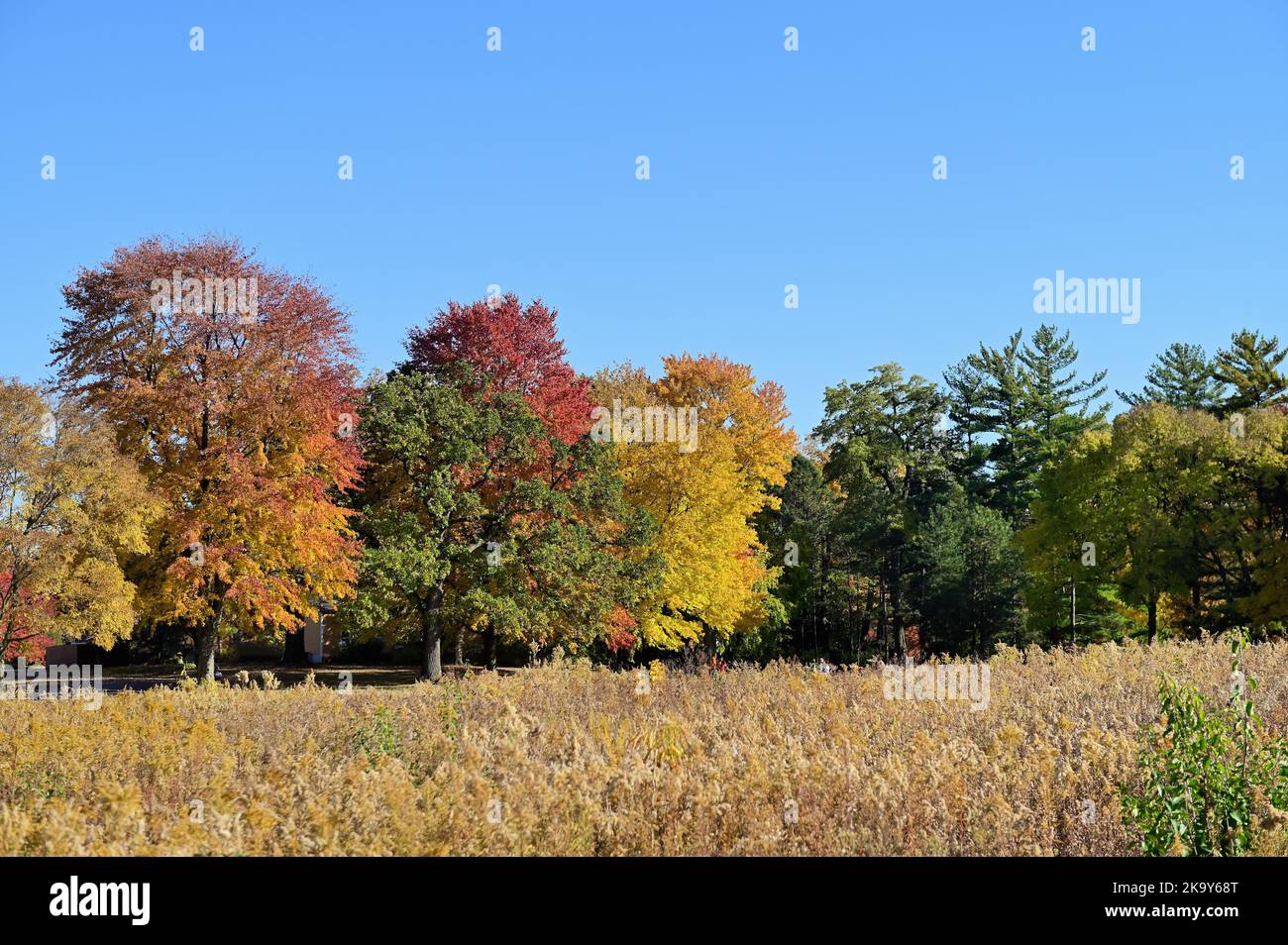 Warrenville, Illinois, USA. The beauty and color of the autumn season ...