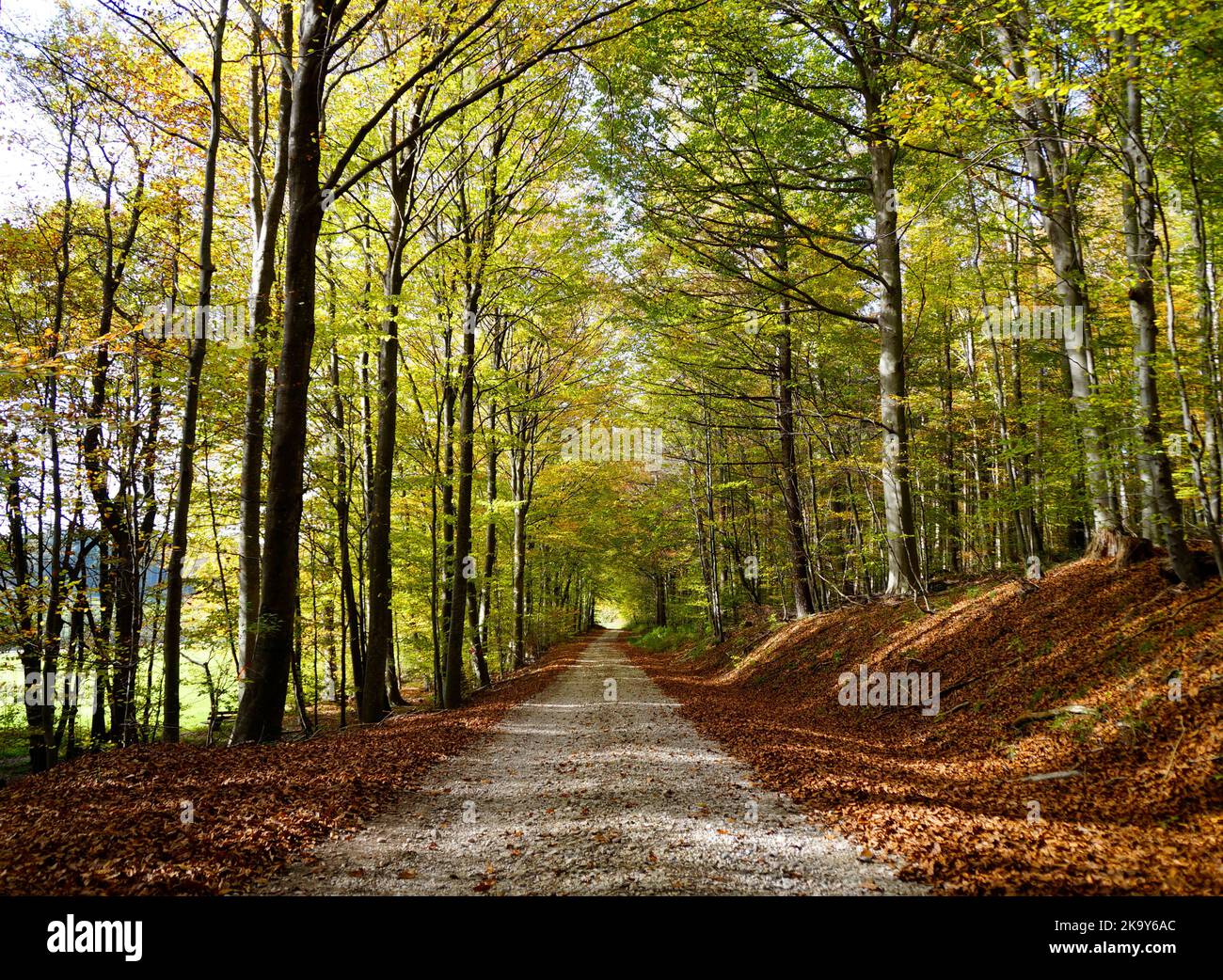a road leading through the scenic sun-drenched autumnal forest in the ...