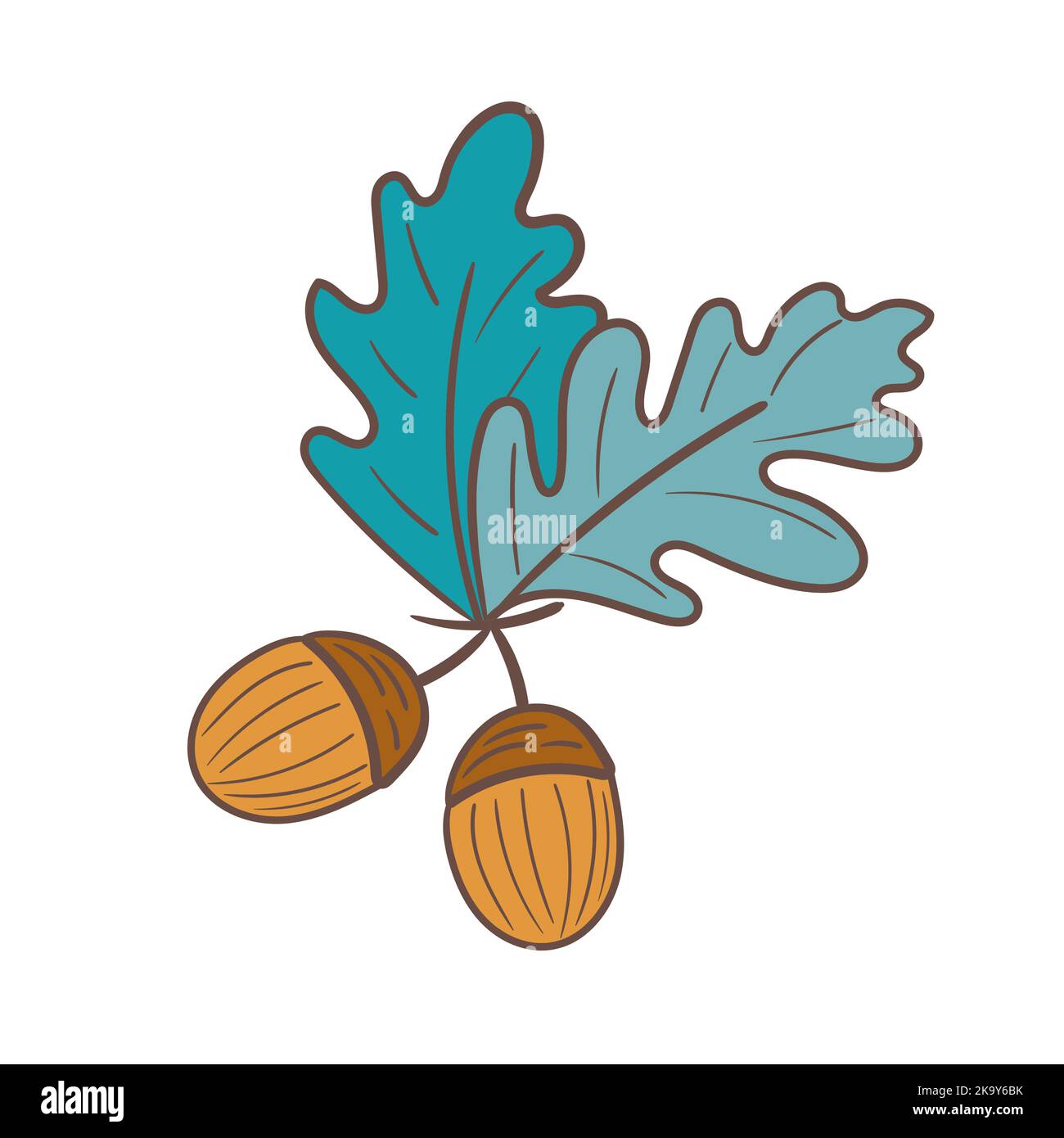 Two acorns isolated on white background. Autumn oak seeds. Simple hand drawn vector illustration ...
