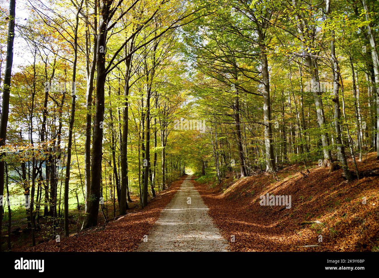 a road leading through the scenic sun-drenched autumnal forest in the ...
