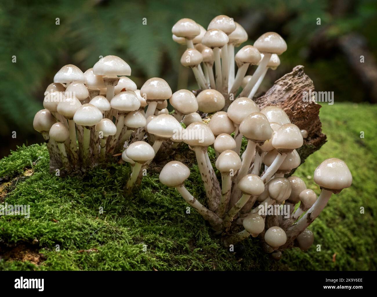 Small toadstools growing on a decaying moss-covered log Stock Photo - Alamy
