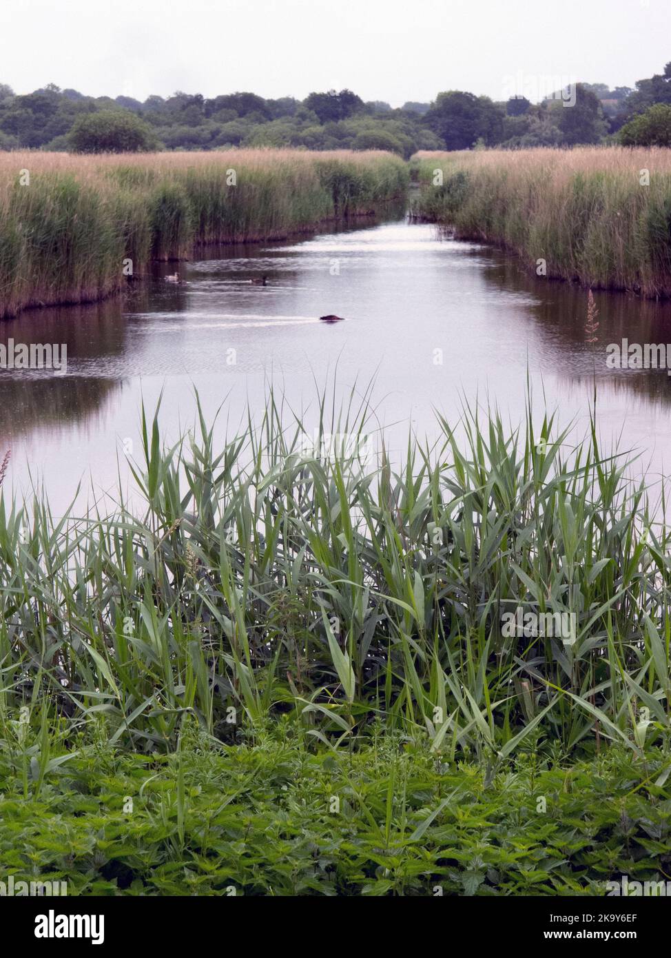 inland waterway at minsmere bird sanctuary suffolk UK Stock Photo - Alamy