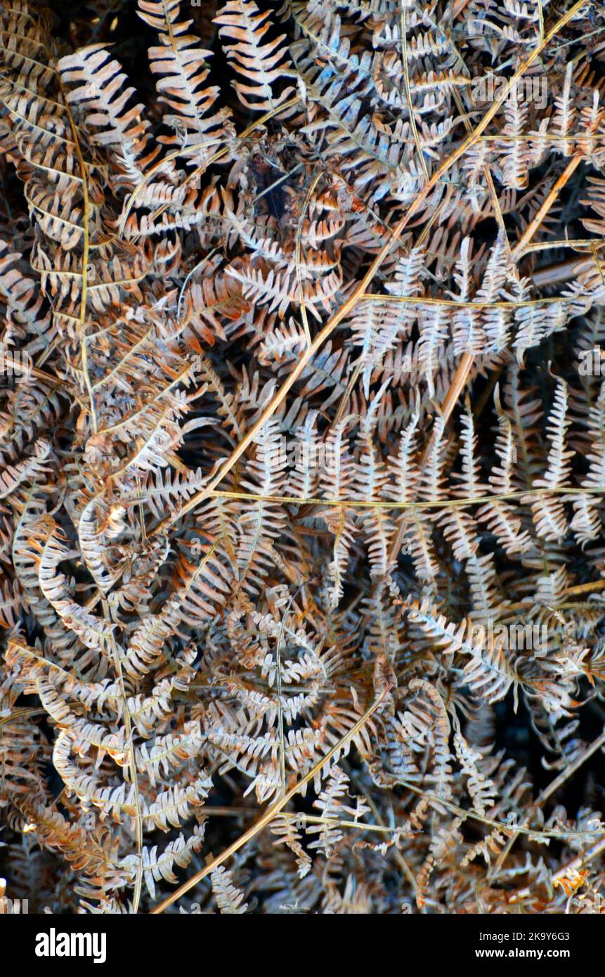 Dead ferns hi-res stock photography and images - Alamy