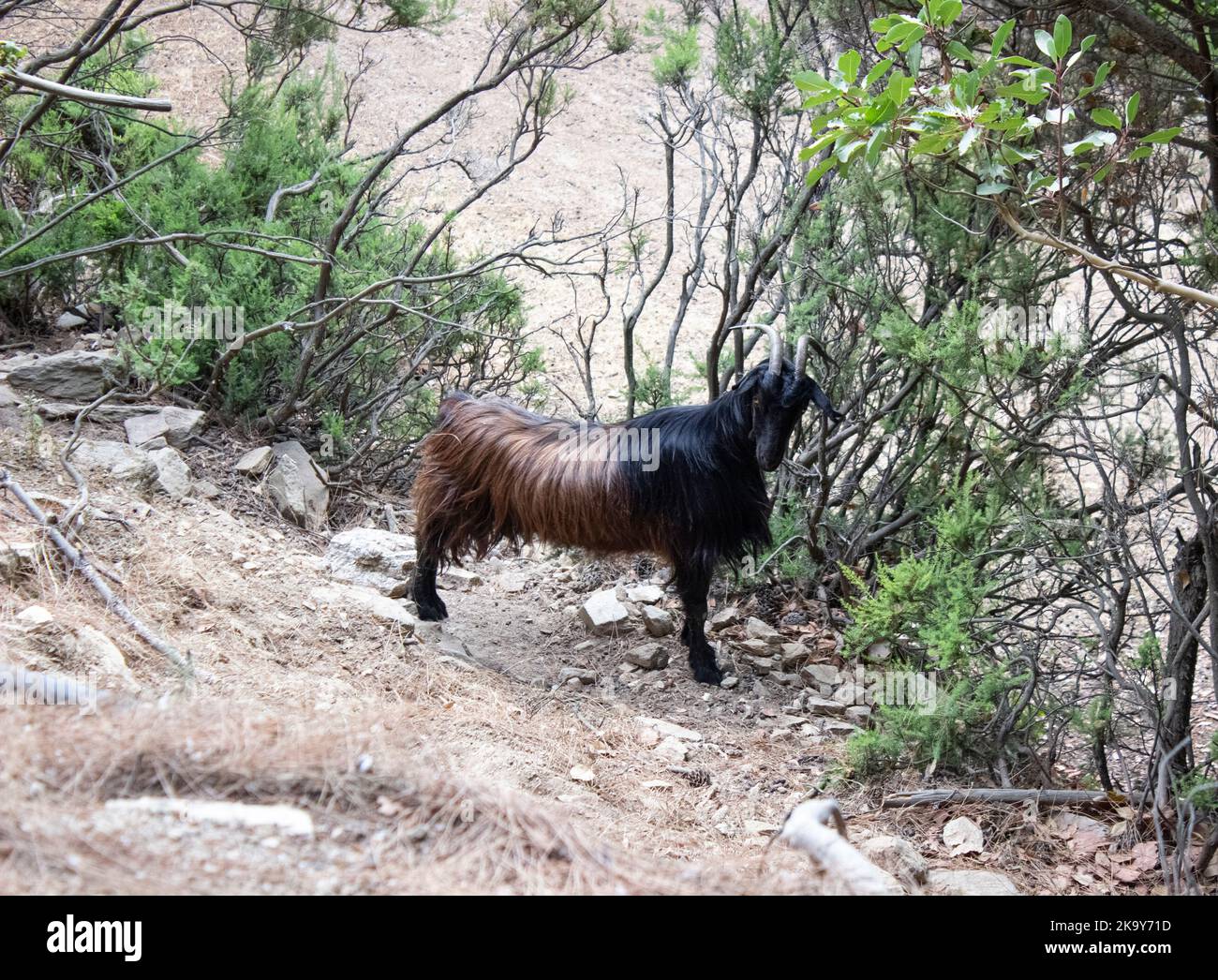 Goat in the forest hi-res stock photography and images - Alamy
