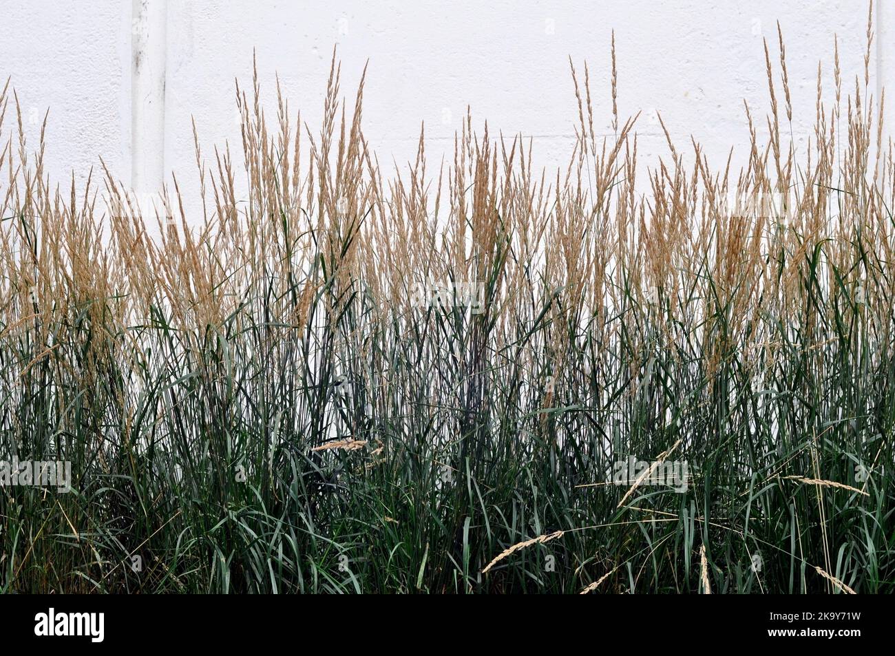 Tall grass architecture hi-res stock photography and images - Alamy
