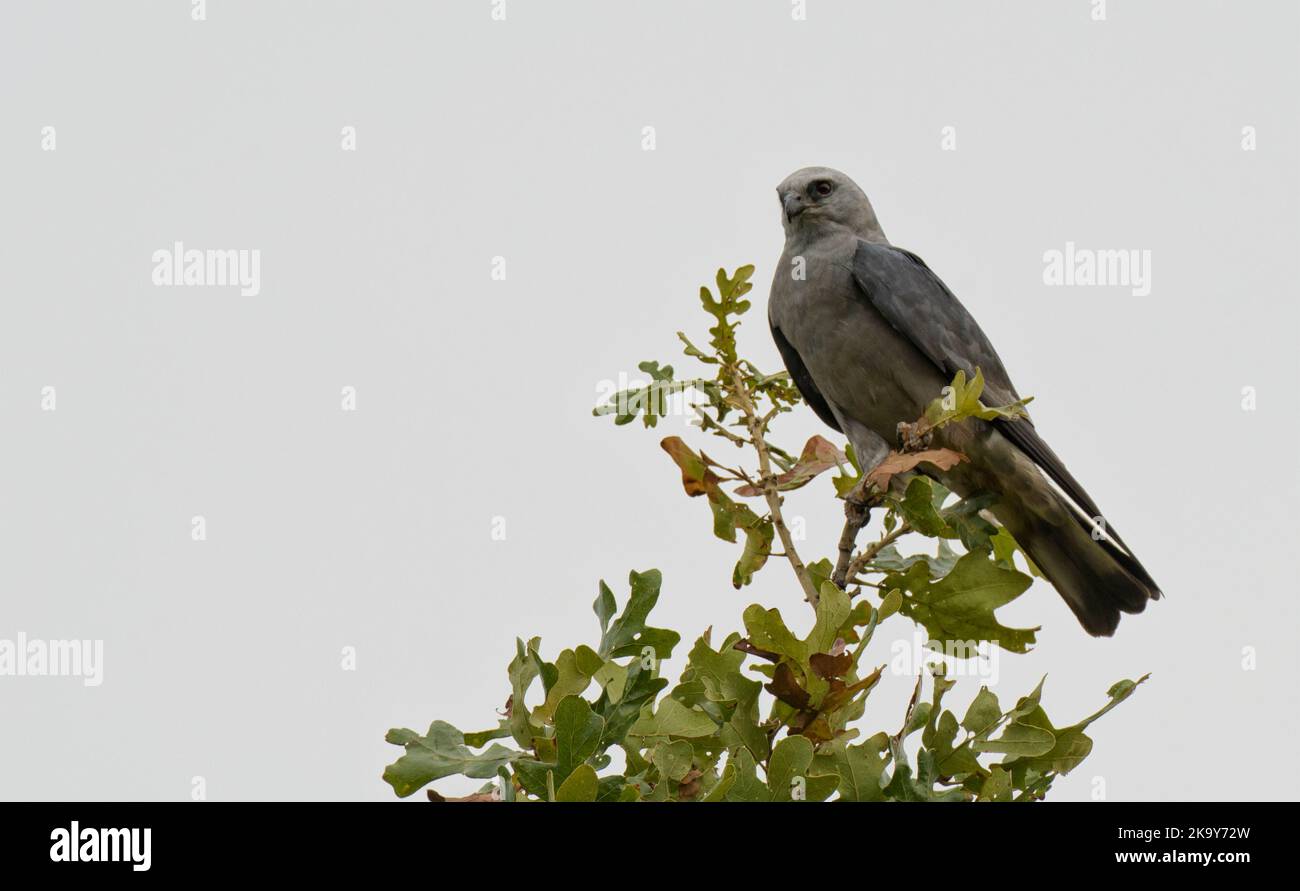 Majestic Mississippi Kite observing its surroundings from the top of an ...