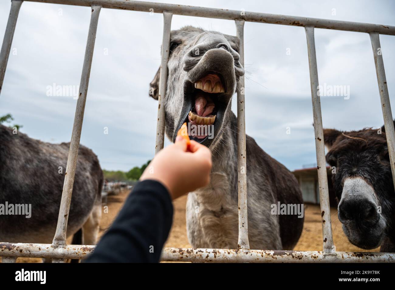 Madrid, Spain. 30th Oct, 2022. A young girl giving a carrot to a donkey ...