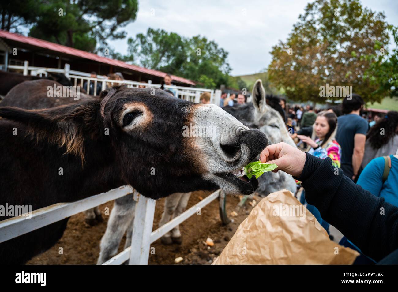 Madrid, Spain. 30th Oct, 2022. A man giving lettuce to a donkey in ...
