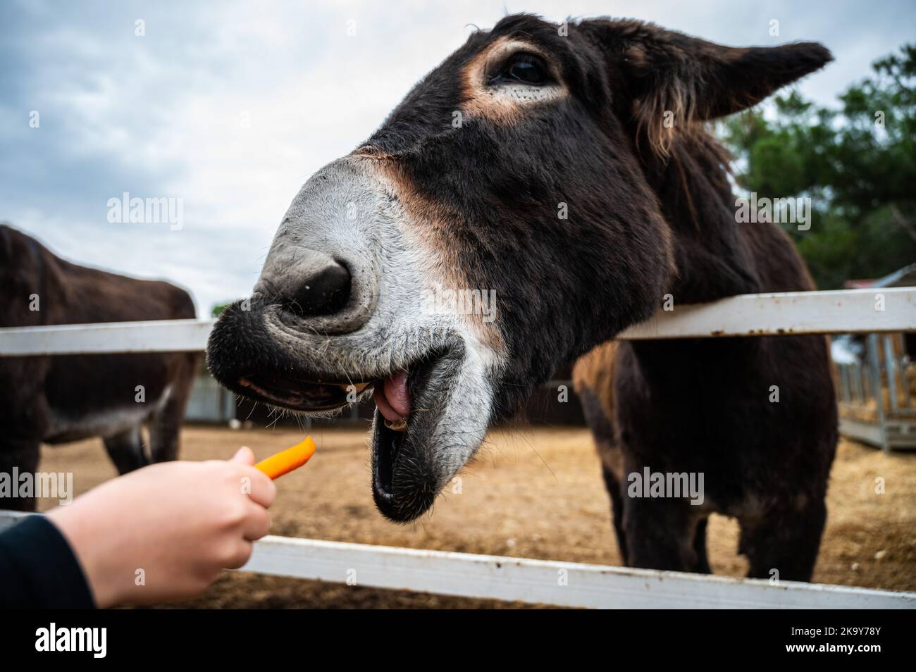 Madrid, Spain. 30th Oct, 2022. A young girl giving a carrot to a donkey ...