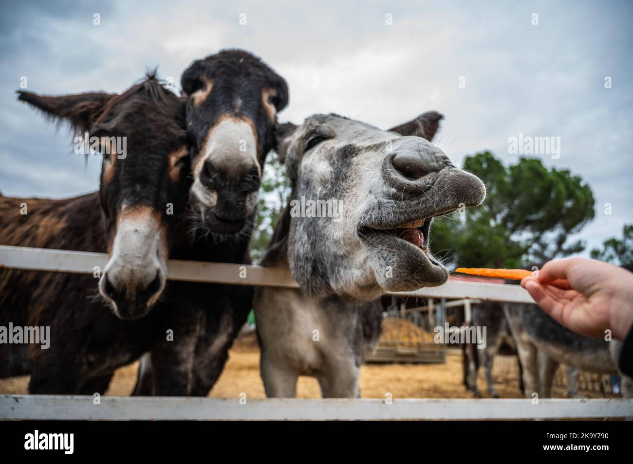 Madrid, Spain. 30th Oct, 2022. A young girl giving a carrot to a donkey ...