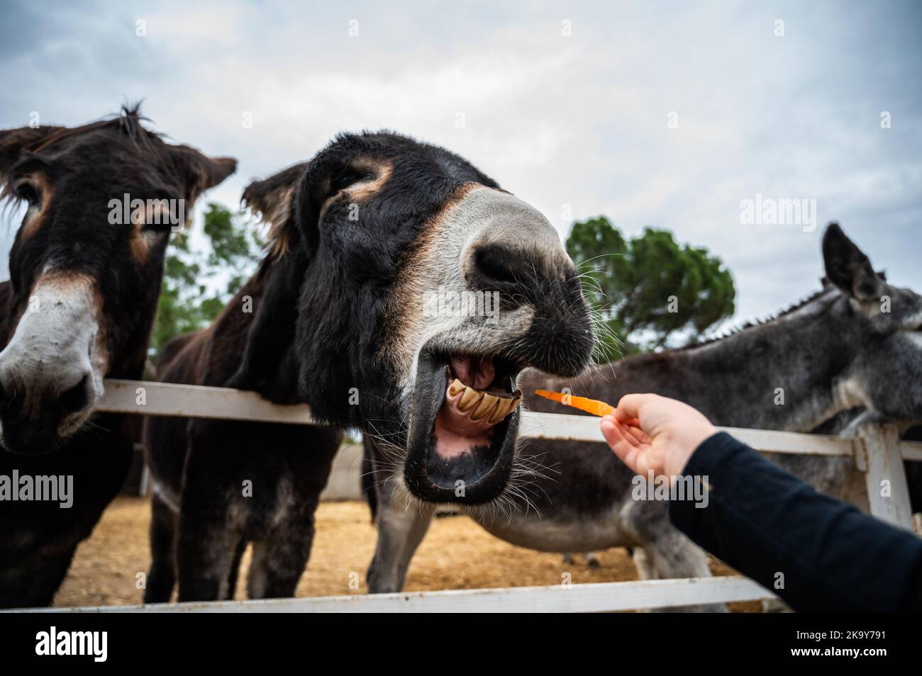 Madrid, Spain. 30th Oct, 2022. A young girl giving a carrot to a donkey ...
