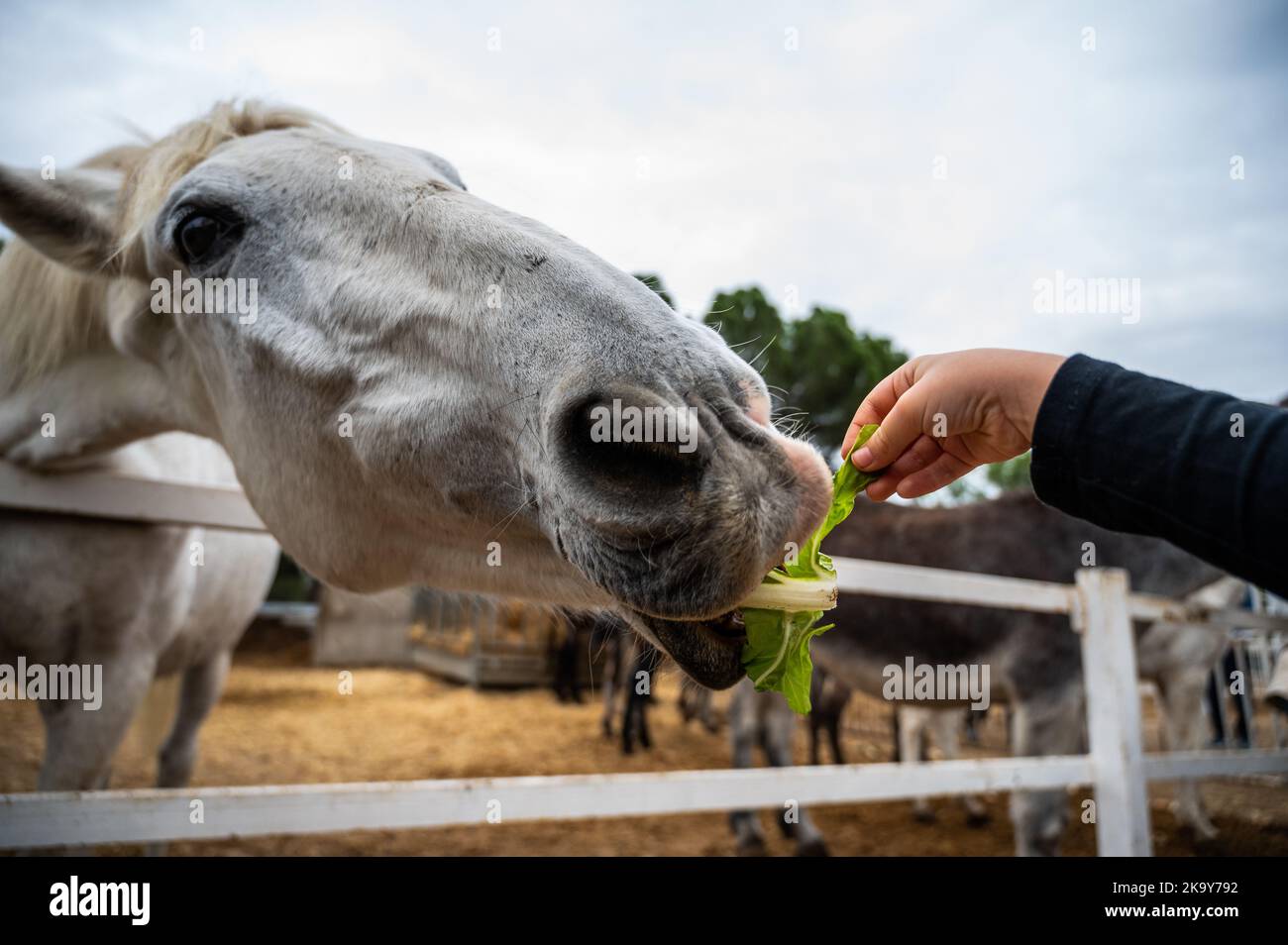 Burrolandia hi-res stock photography and images - Alamy