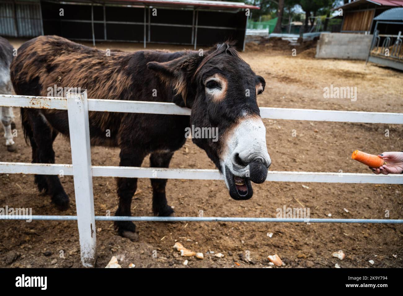 Madrid, Spain. 30th Oct, 2022. A woman giving a carrot to a donkey in ...