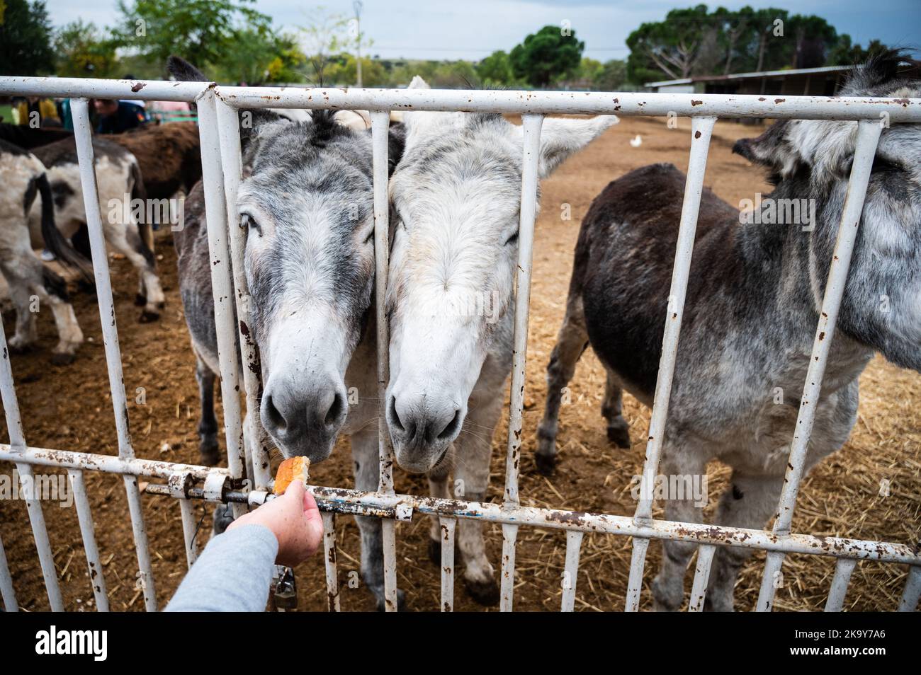 Madrid, Spain. 30th Oct, 2022. A woman giving bread to donkeys in ...