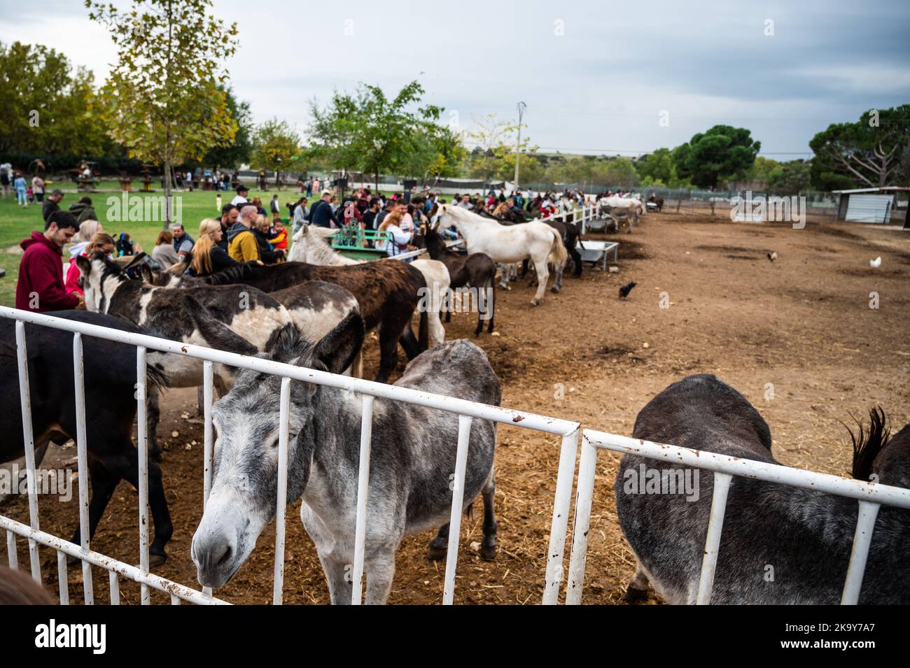 Madrid, Spain. 30th Oct, 2022. People feeding donkeys, mules and horses ...