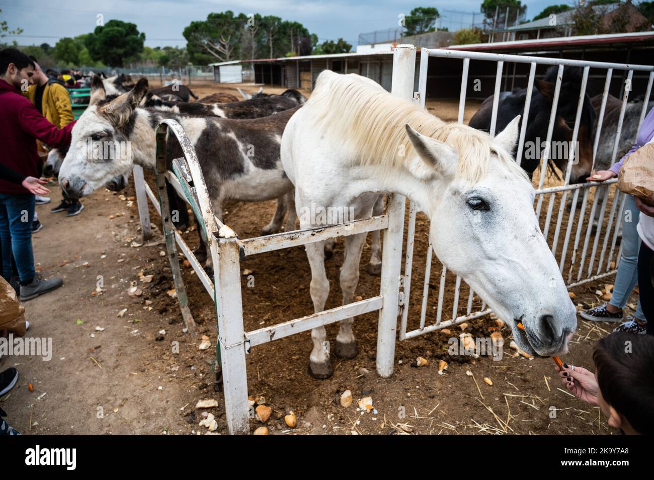 Madrid, Spain. 30th Oct, 2022. People feeding donkeys, mules and horses ...